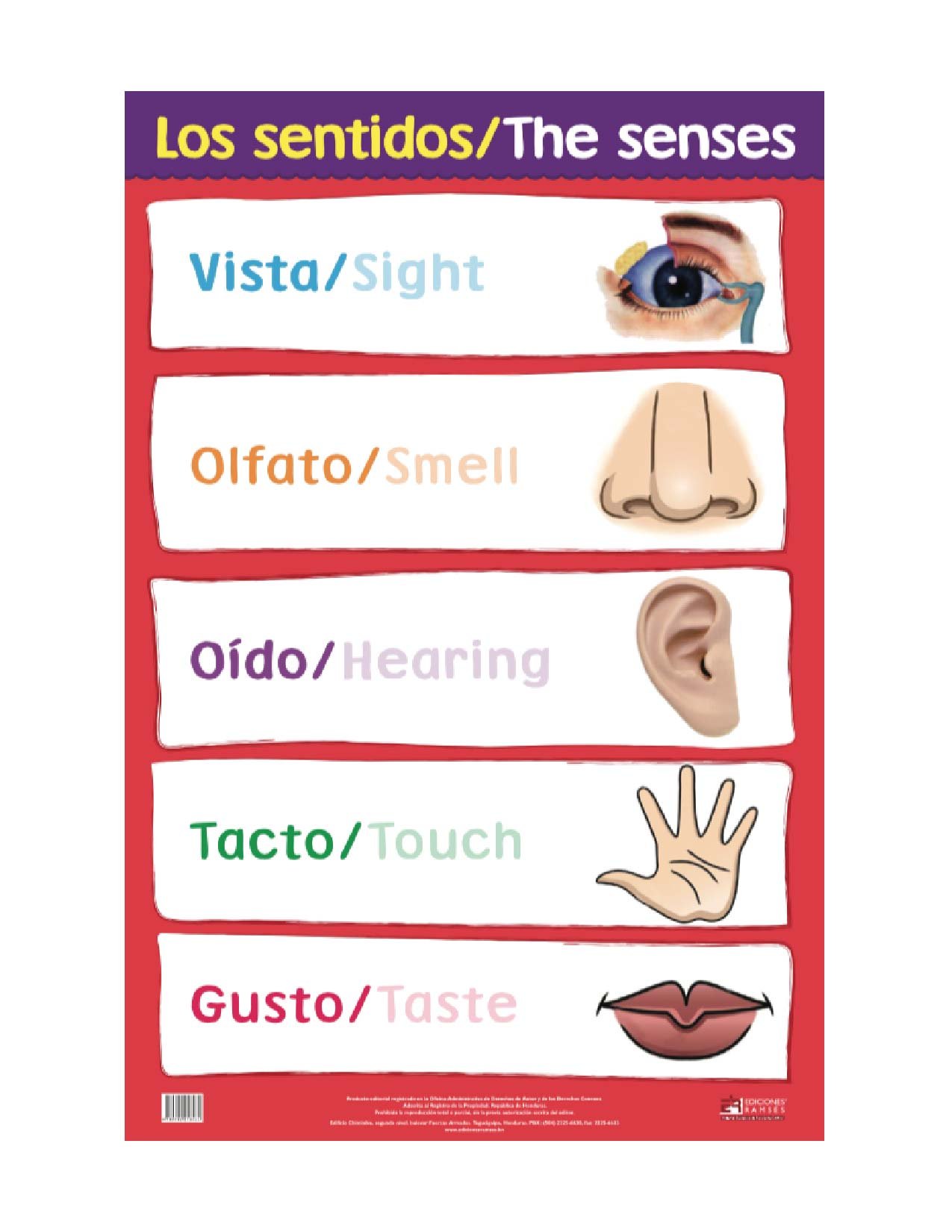 Poster decorativo LOS SENTIDOS - EDICIONES RAMSÉS GUATEMALA